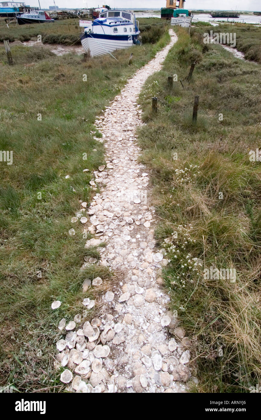 Path of Oyster Shells, Mersea Island, Essex Stock Photo - Alamy