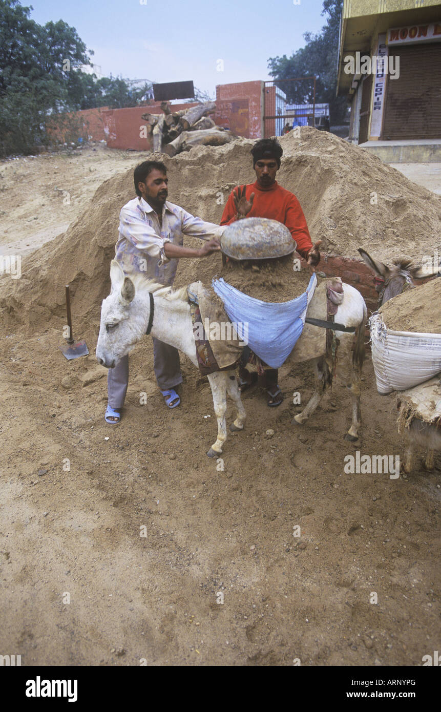 India, Uttar Pradesh, Agra, workmen using donkey to move sand Stock ...