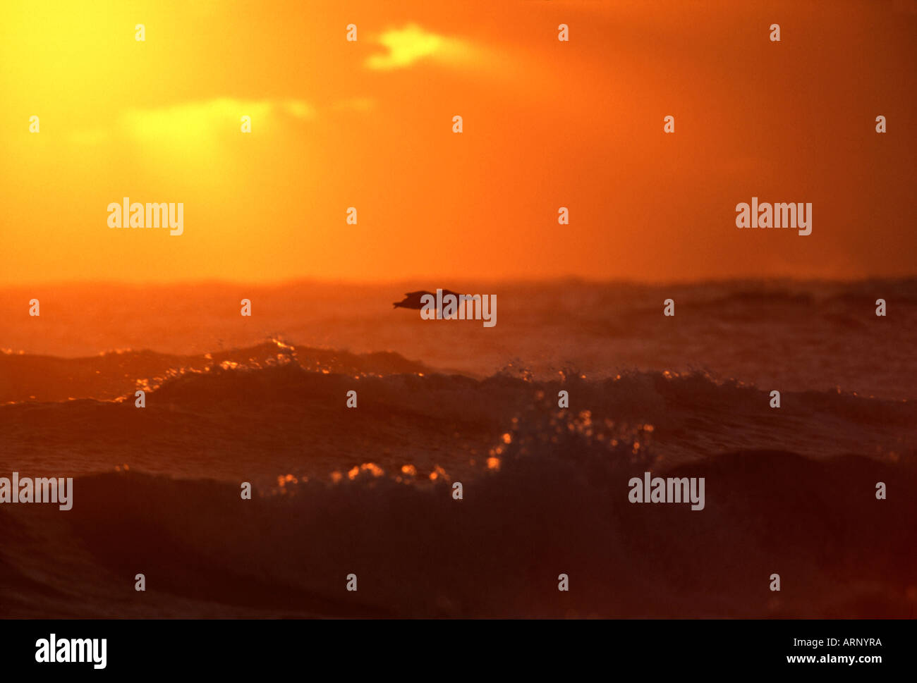 Brown Pelican in Flight over Atlantic Ocean Sunrise Stock Photo - Alamy