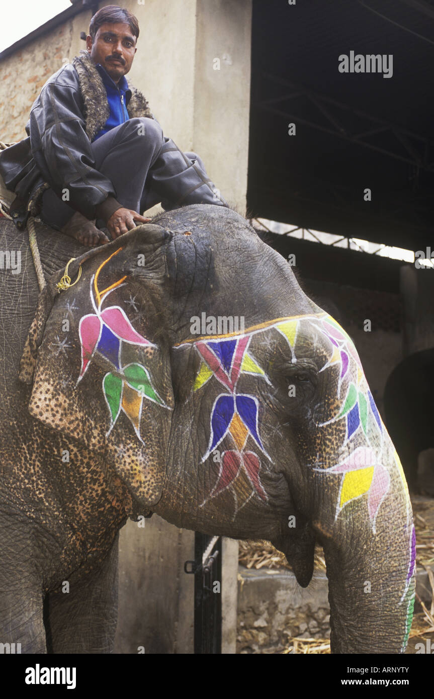 India, Rajsatan, Jaipur elephant and mahoot with colored paint ...