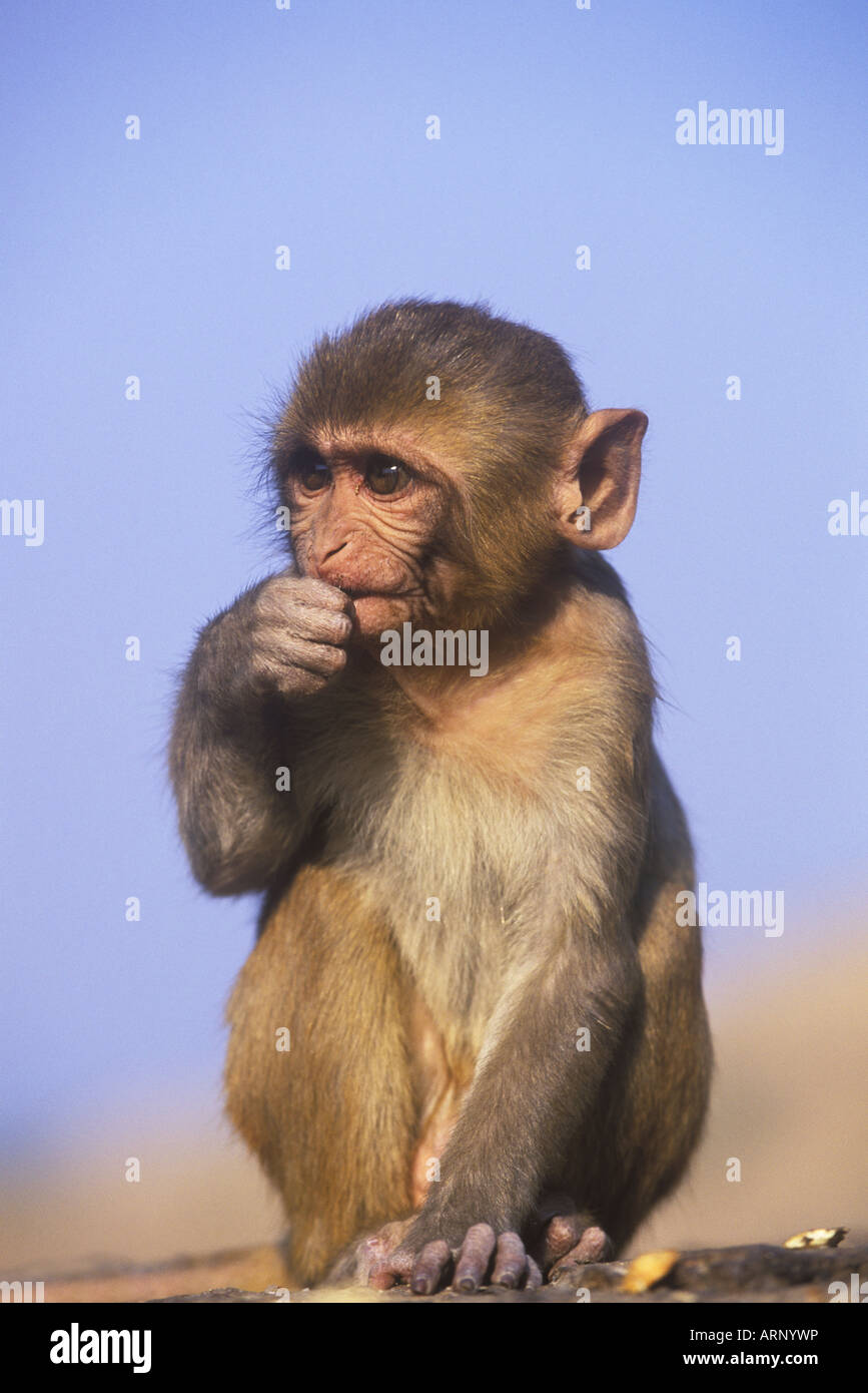 Rhesus monkeys monkey temple jaipur hi-res stock photography and images ...