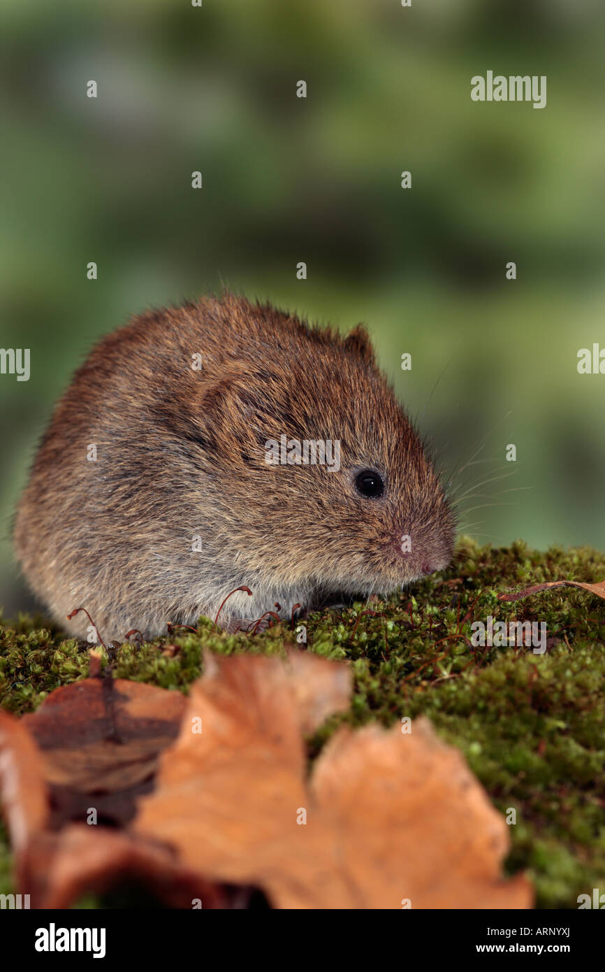 Short tailed vole Microtus agrestis close up Potton Bedfordshire Stock ...