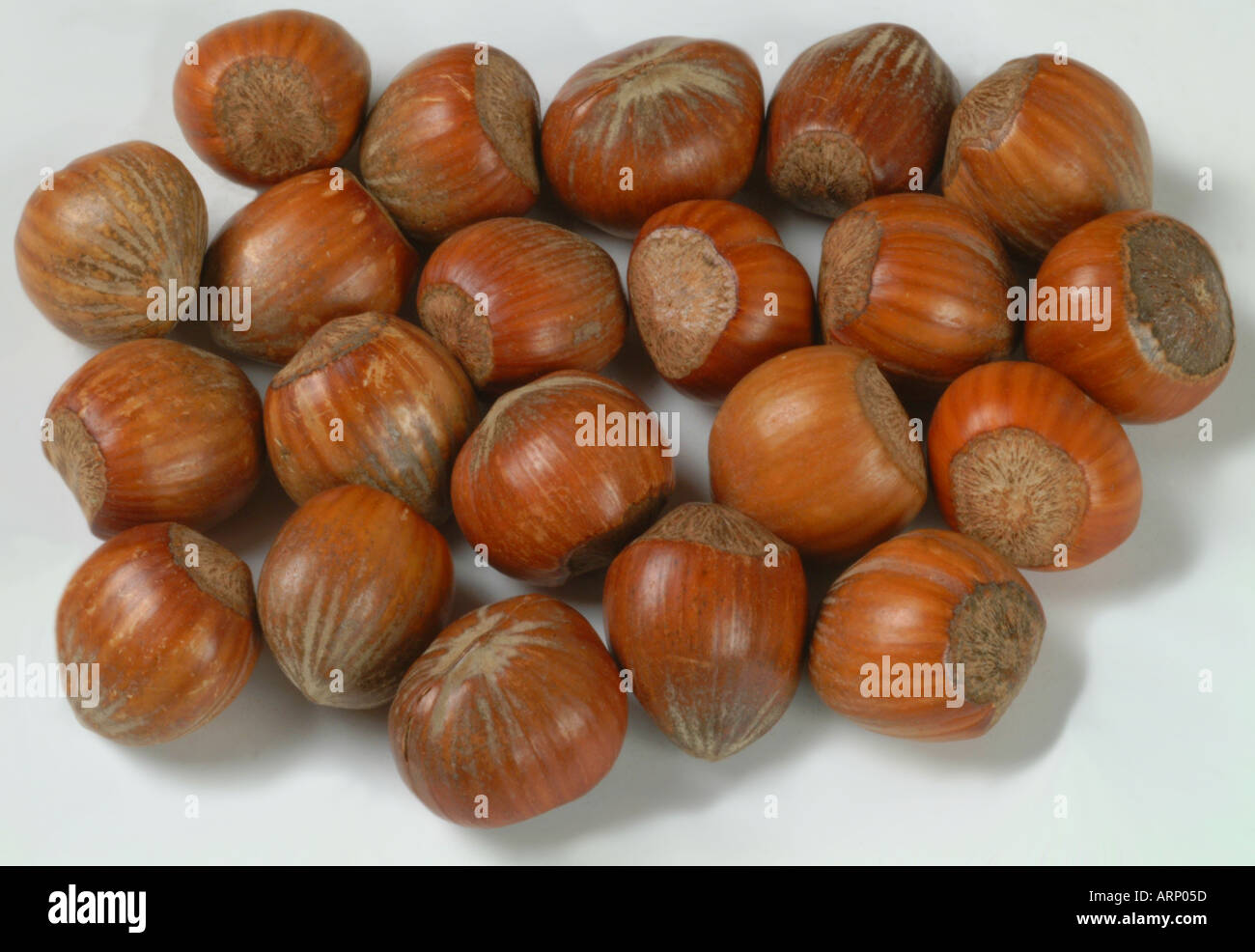 Hazelnut whole hazel nut in shell cobnut corylus Stock Photo - Alamy