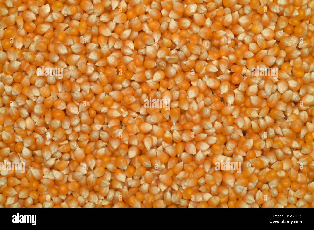 corn popcorn pop corn American Stock Photo - Alamy