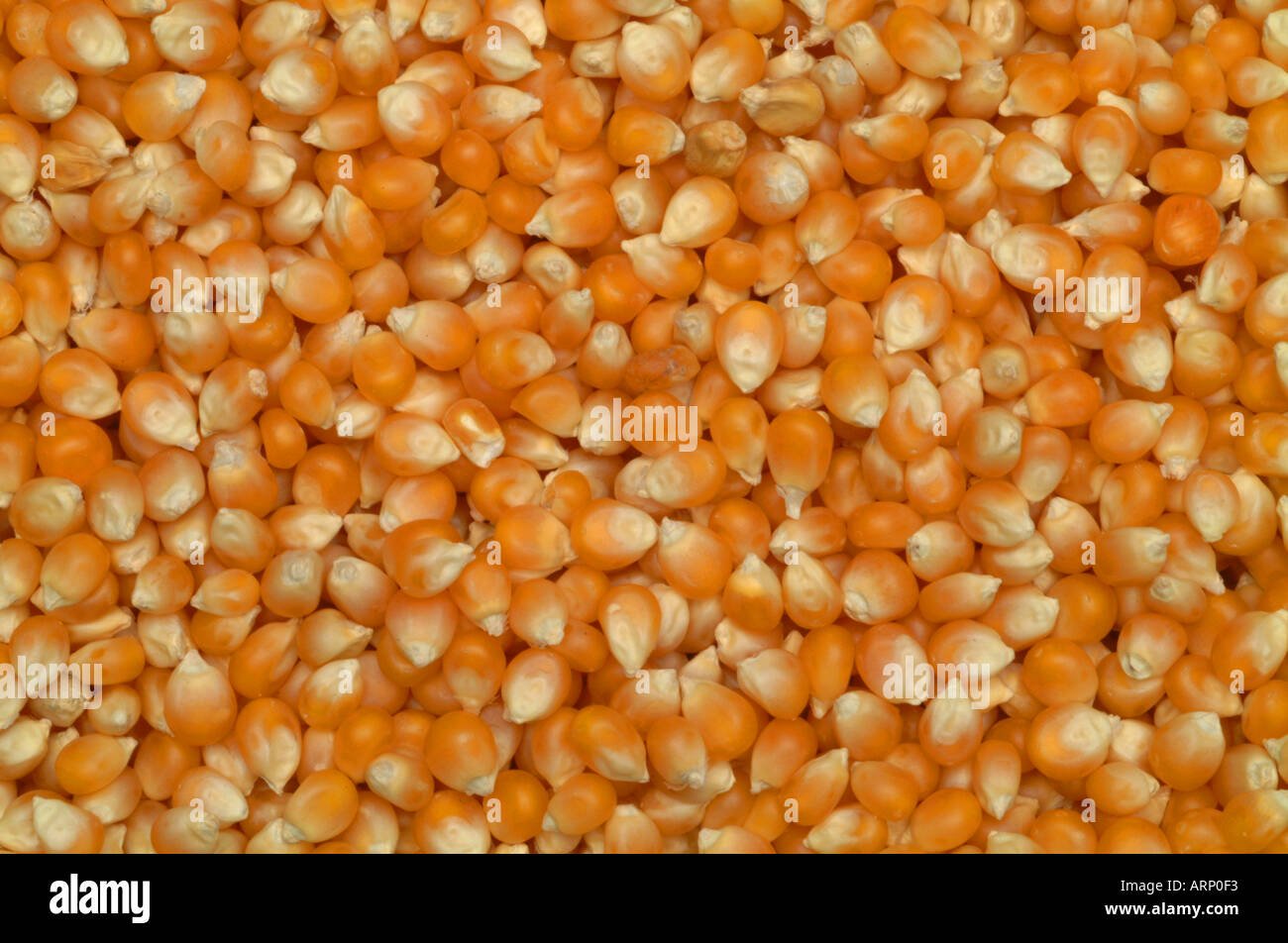 corn popcorn pop corn American Stock Photo - Alamy