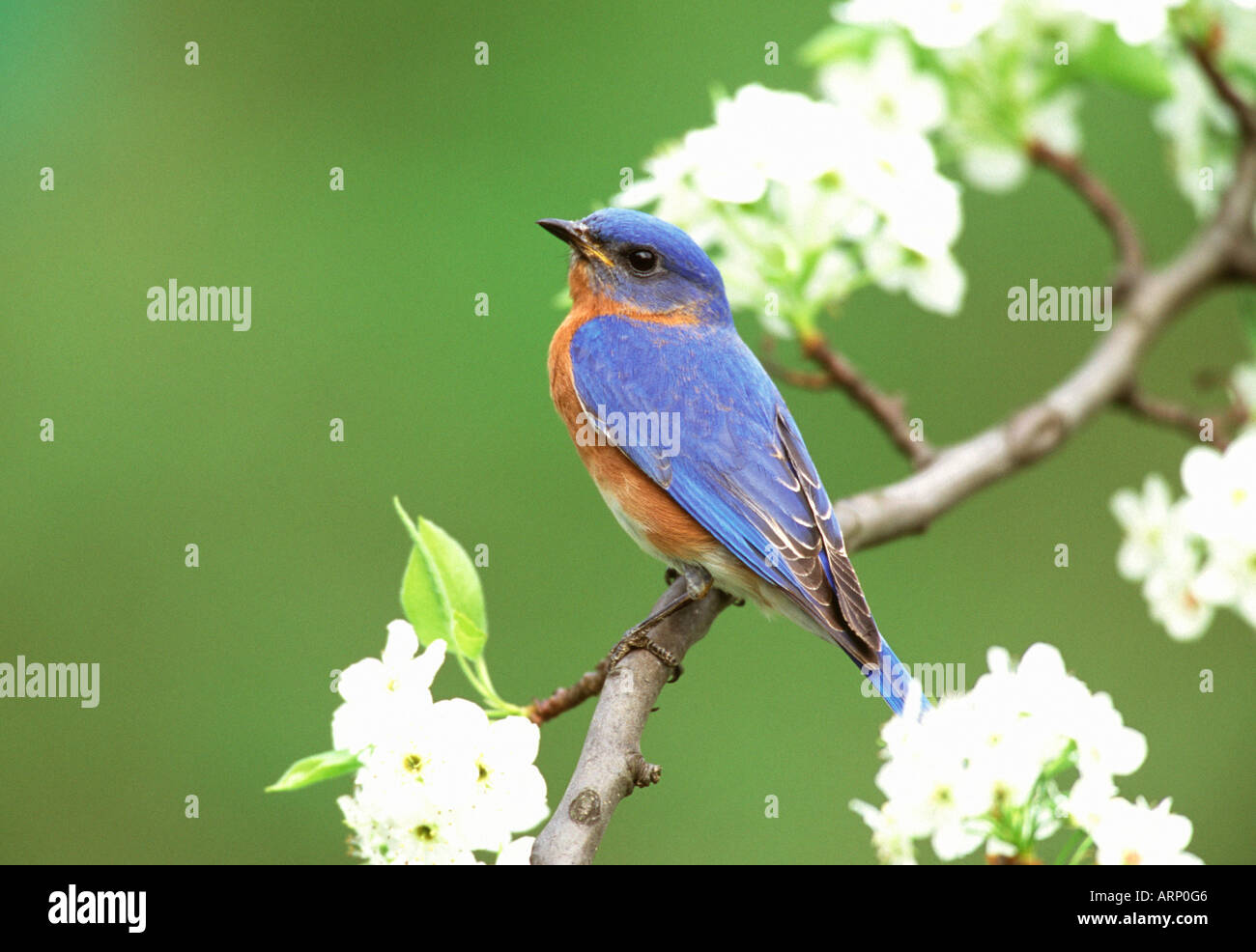Birds in pear flowers hi-res stock photography and images - Alamy