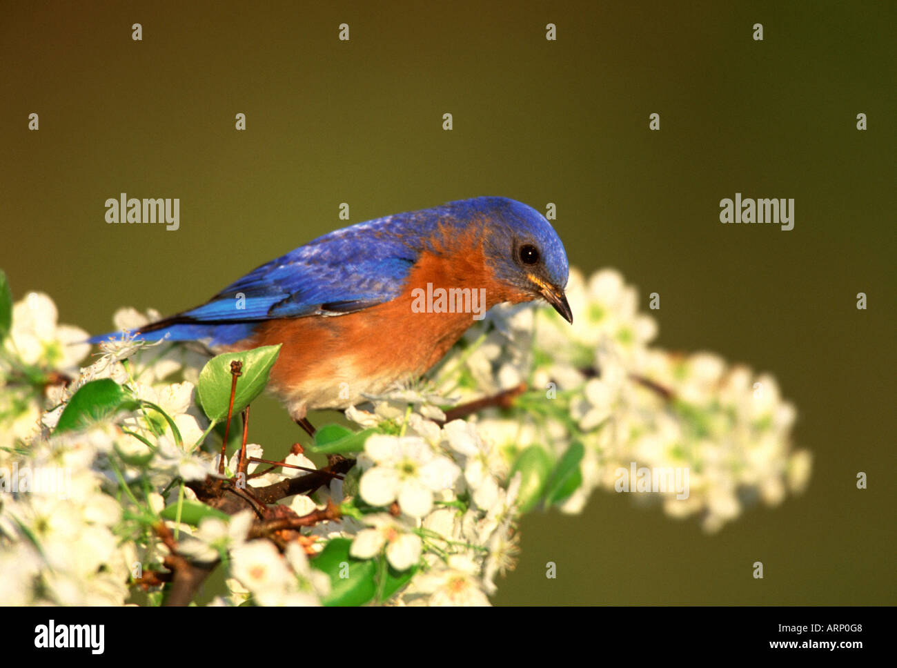 Birds in pear flowers hi-res stock photography and images - Alamy