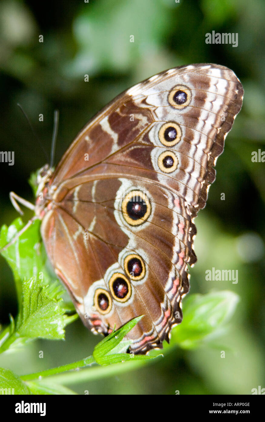 Butterfly resting Cut Out Stock Images & Pictures - Alamy