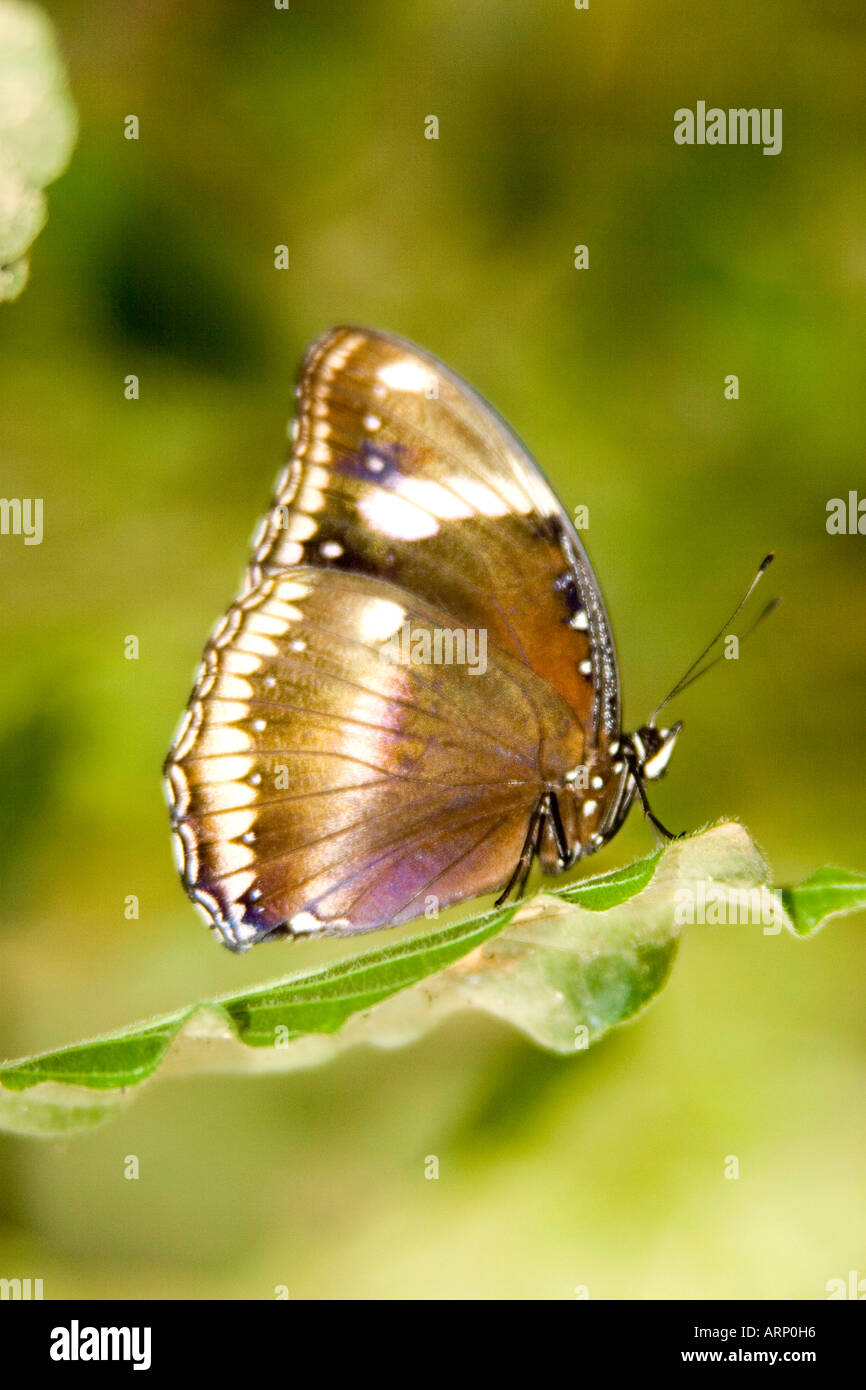 Butterfly resting Cut Out Stock Images & Pictures - Alamy