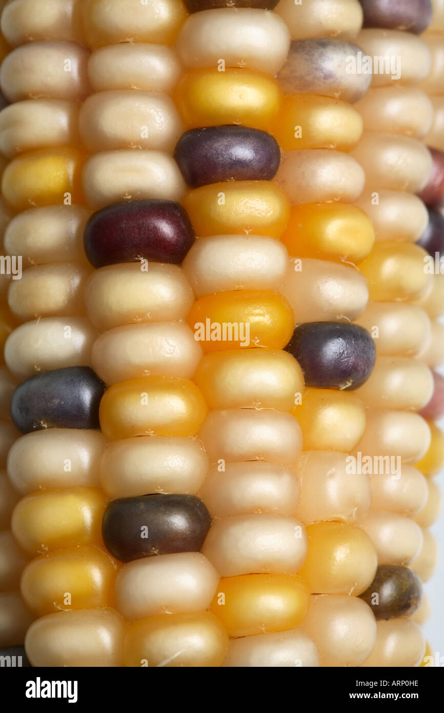 Indian Corn Detail Stock Photo - Alamy