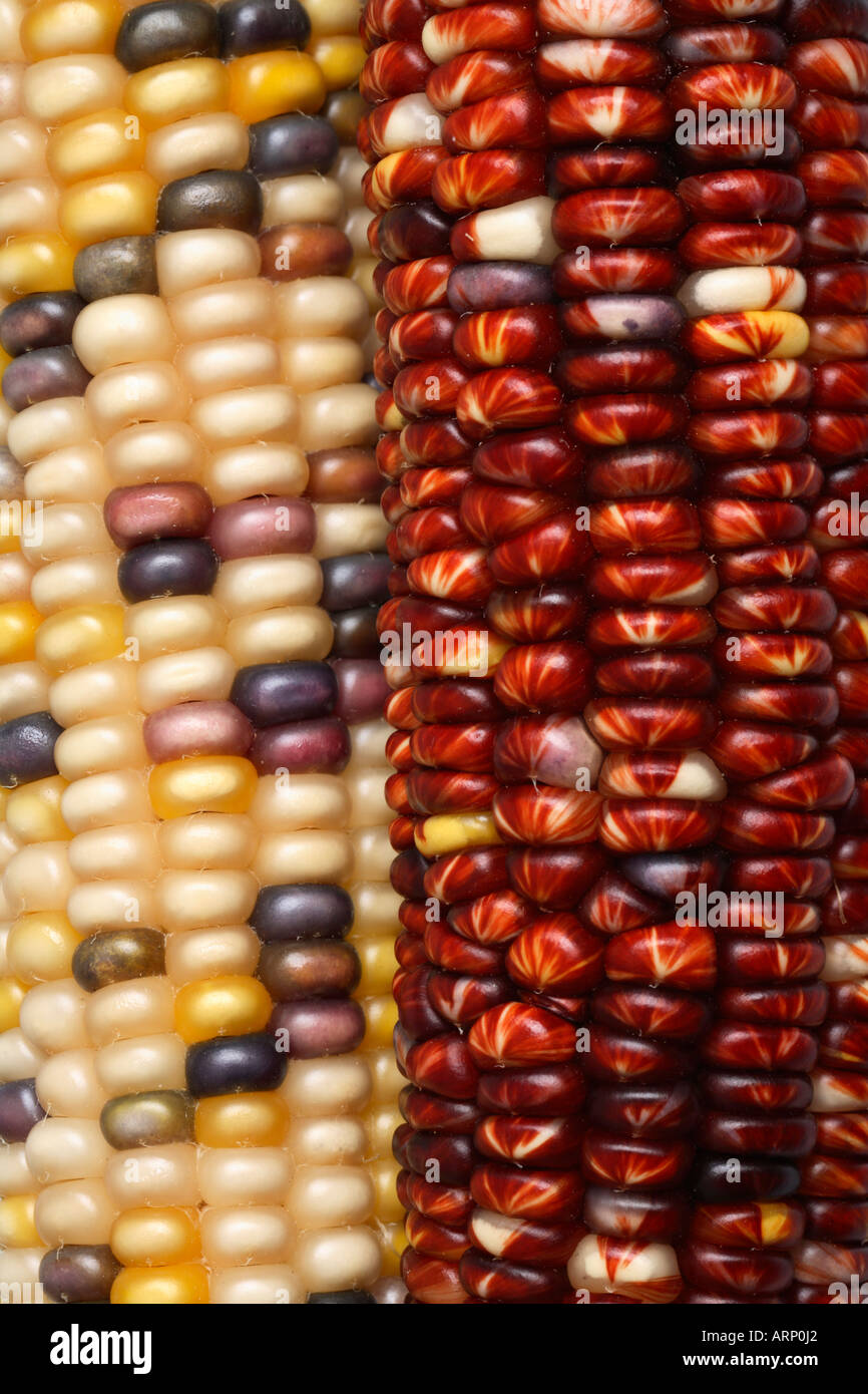 Indian corn texture hi-res stock photography and images - Alamy