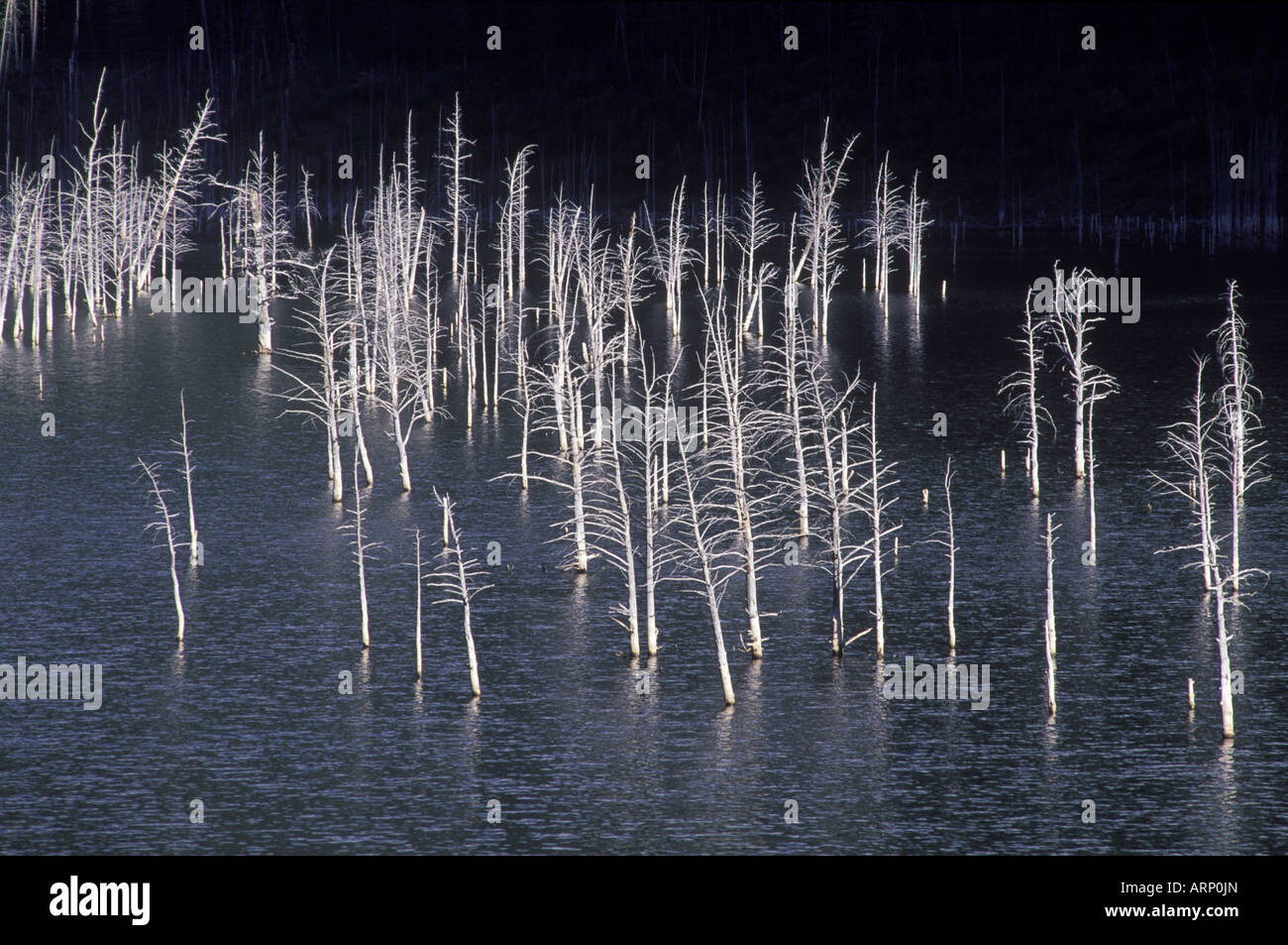 Dead trees in dammed lake in evening hi-res stock photography and ...