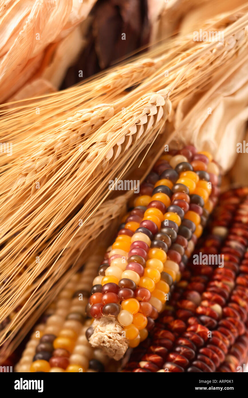 Indian Corn and Wheat Stock Photo - Alamy