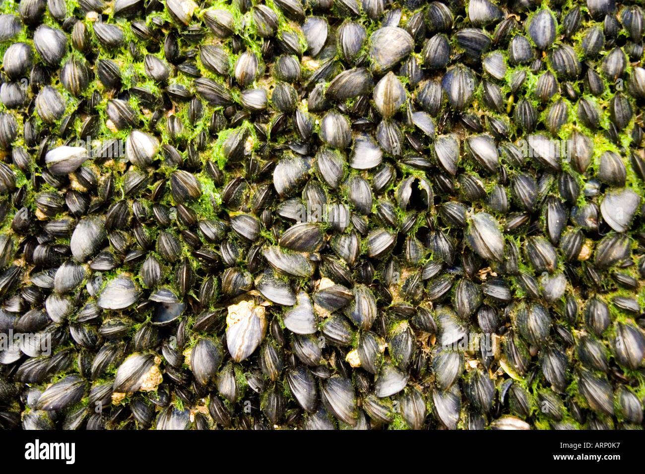 cluster of mussels Stock Photo - Alamy