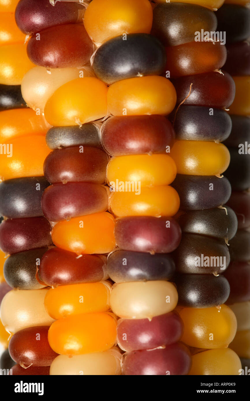 Indian corn hi-res stock photography and images - Alamy