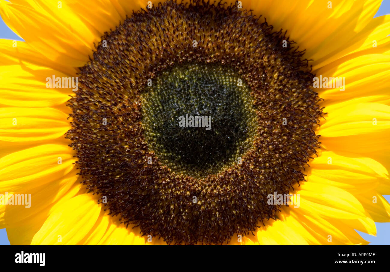 close up of centre of sunflower Stock Photo - Alamy
