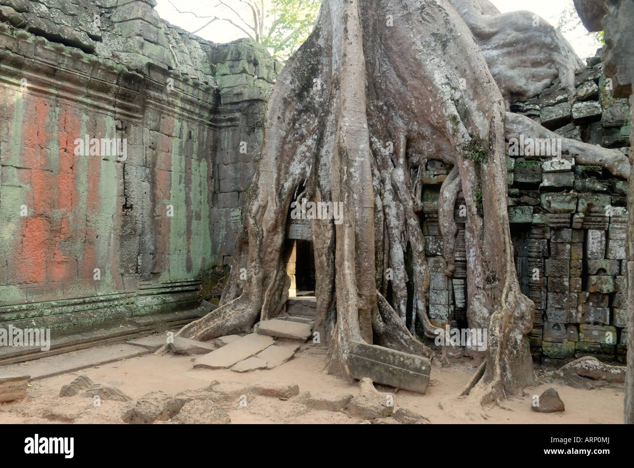 Big tree Ta Prohm Angkor Wat ,Cambodgia Stock Photo - Alamy
