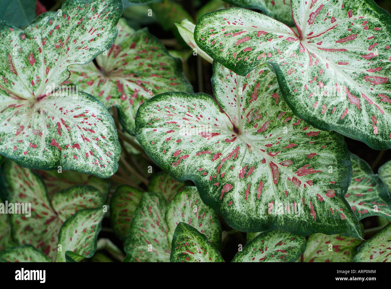 Caladium GINGERLAND Angel wings Stock Photo - Alamy