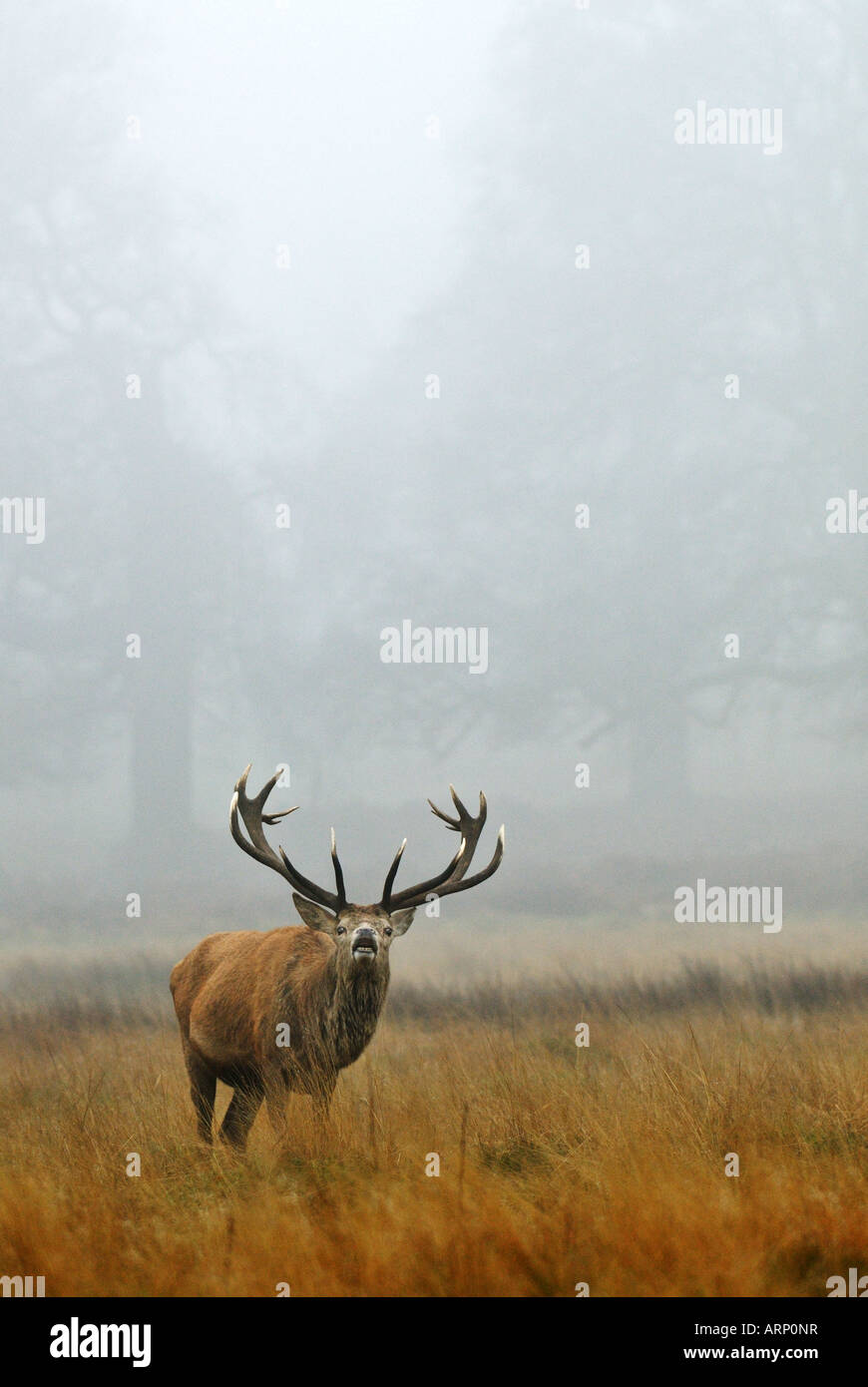 Red deer calling out in fog Stock Photo - Alamy