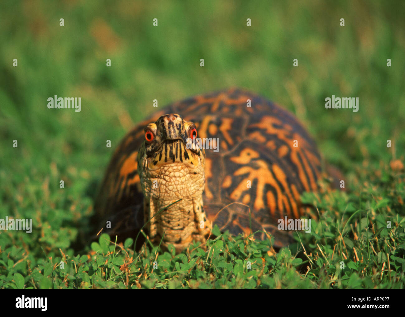 Hinge shelled turtle hi-res stock photography and images - Alamy