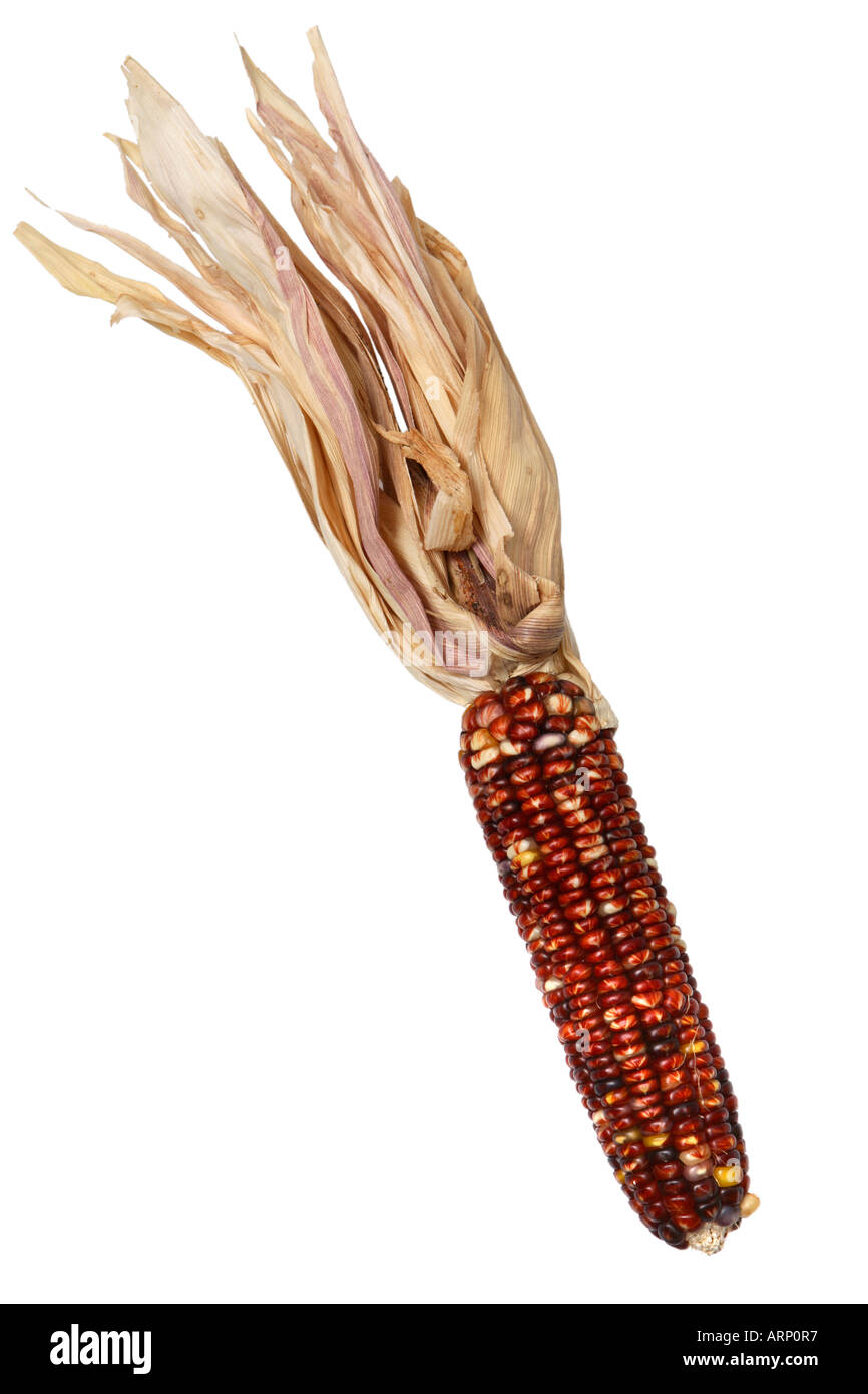 Single Indian Corn Stock Photo - Alamy
