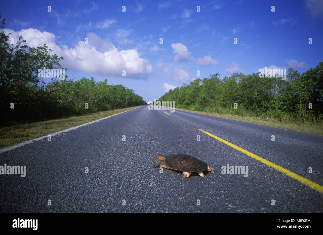 Turtle cross hi-res stock photography and images - Alamy