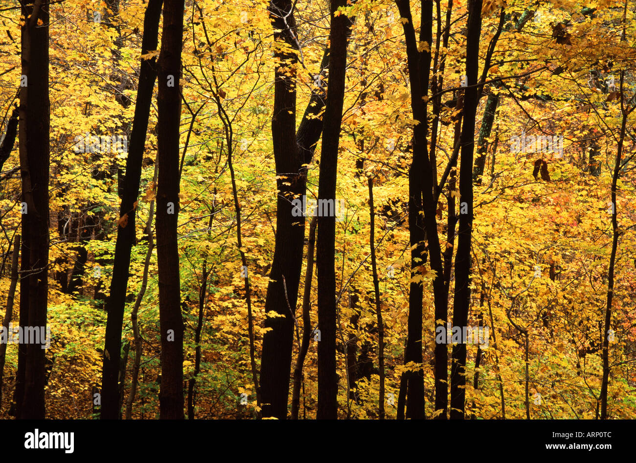Fall Maple Trees Stock Photo - Alamy