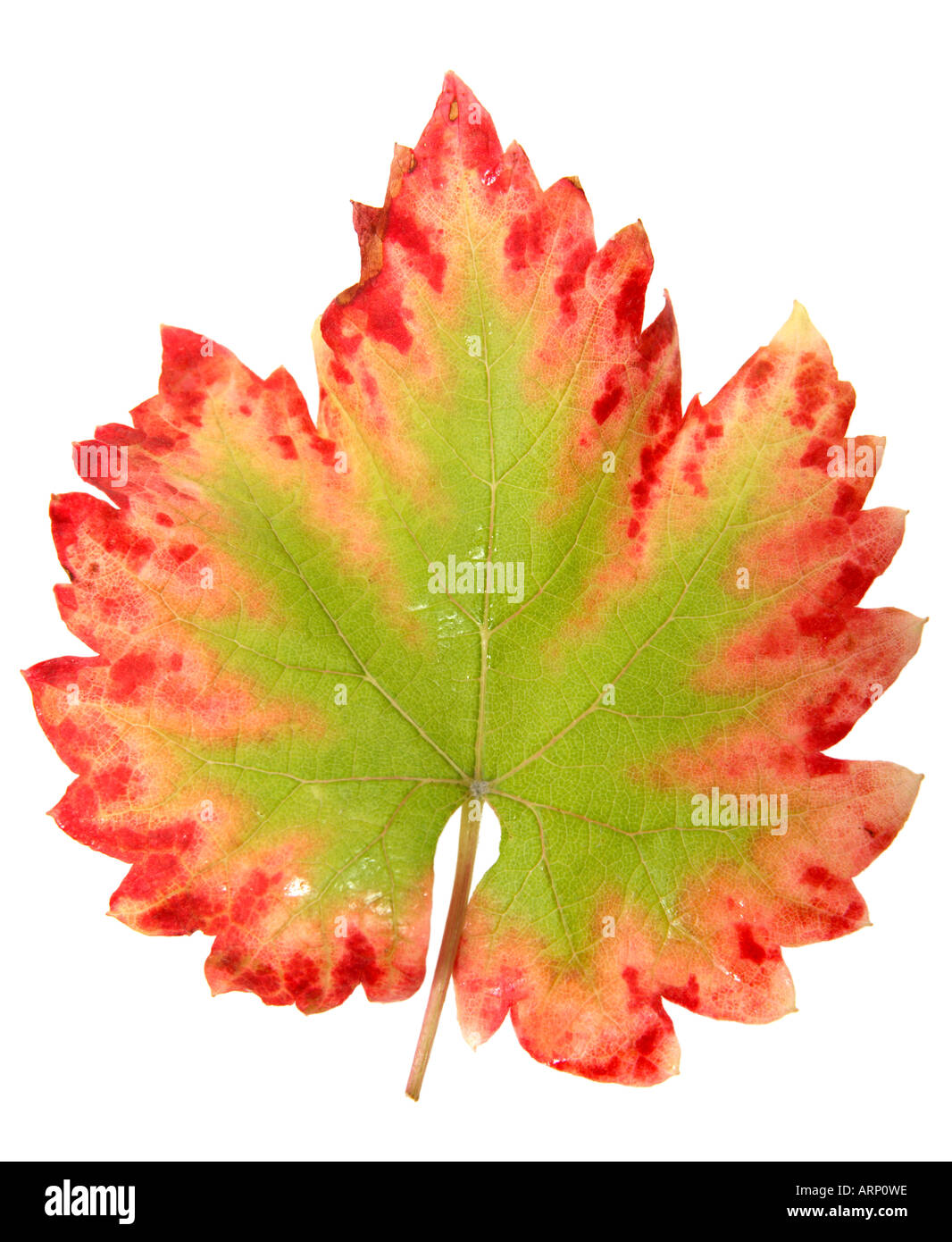 Fall of leaf hi-res stock photography and images - Alamy