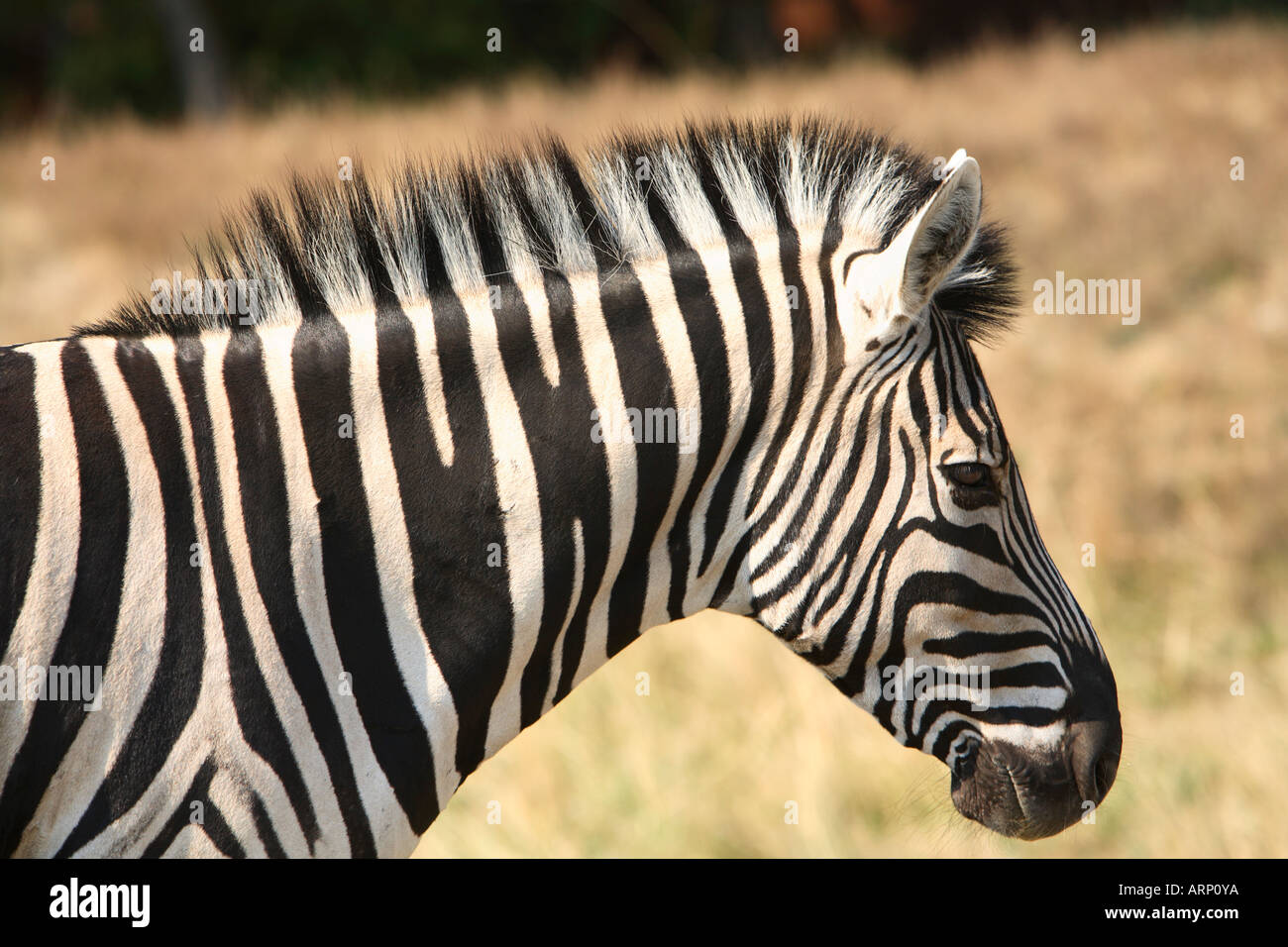 Zebra hi-res stock photography and images - Alamy