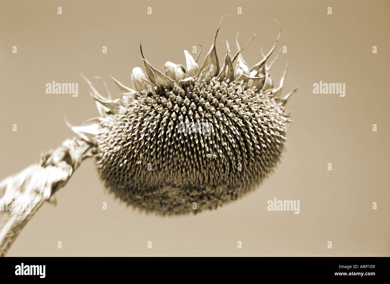 Age ageing cycle of life dead hi-res stock photography and images - Alamy