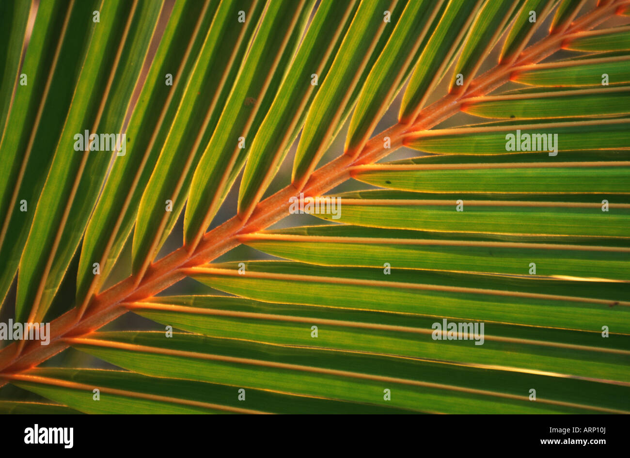 Pattern of Palm Leaf Stock Photo - Alamy