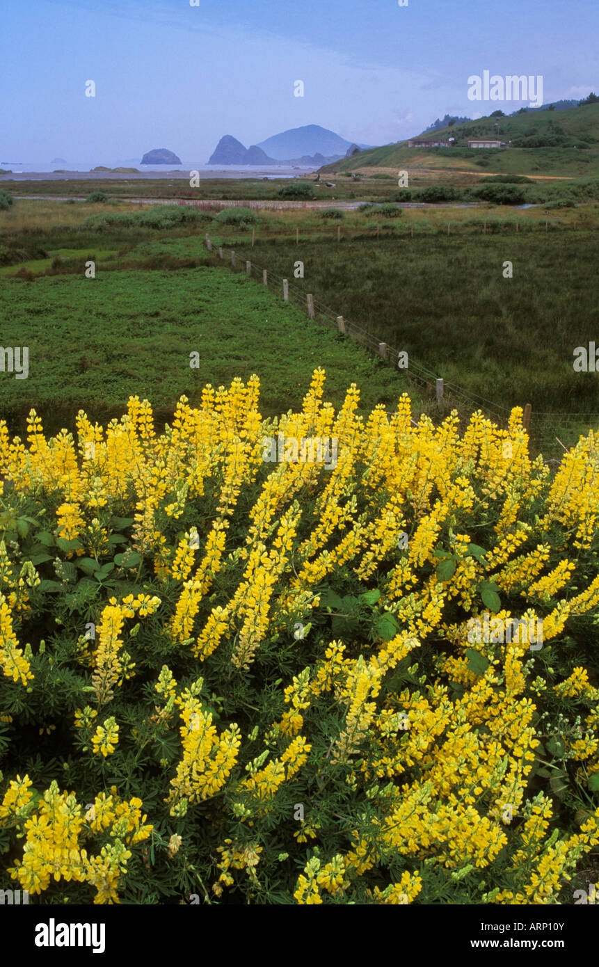 USA, Oregon, - Coast Highway near Gold Beach - lupines and sea stacks ...