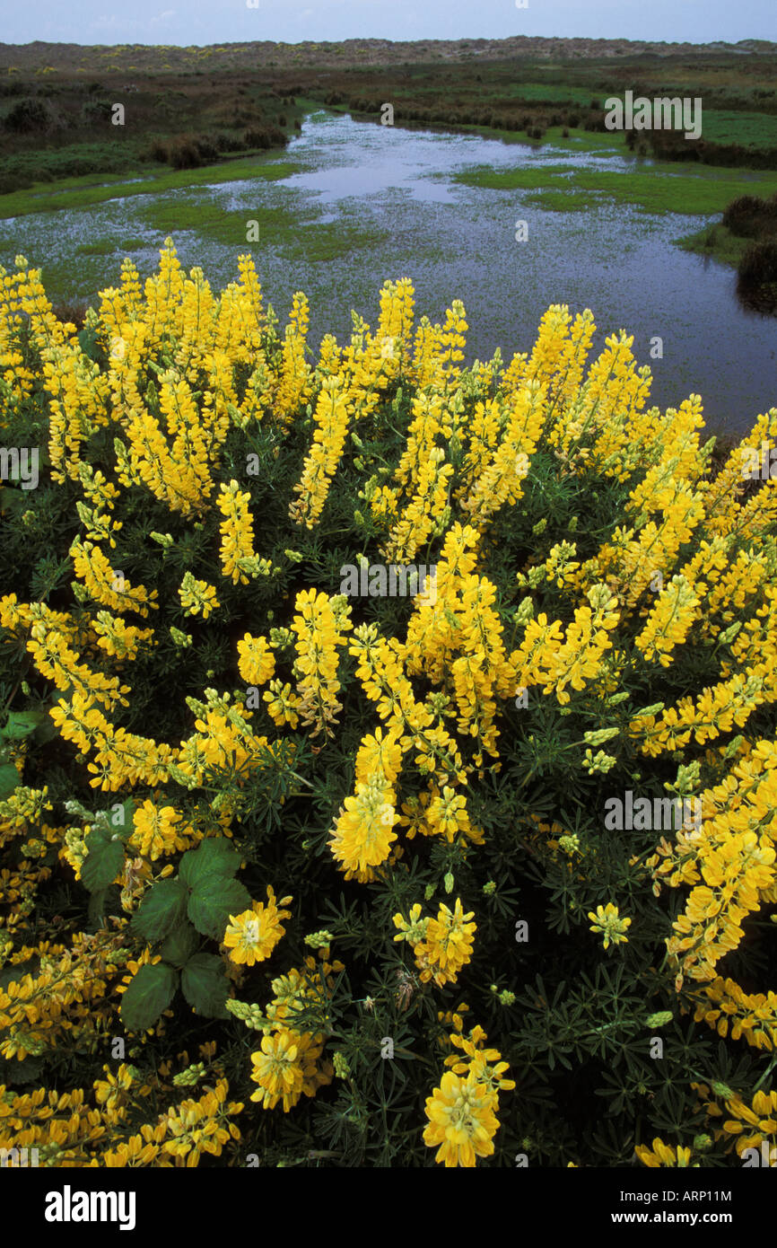 USA, Oregon, - Coast Highway near Gold Beach - lupines Stock Photo - Alamy