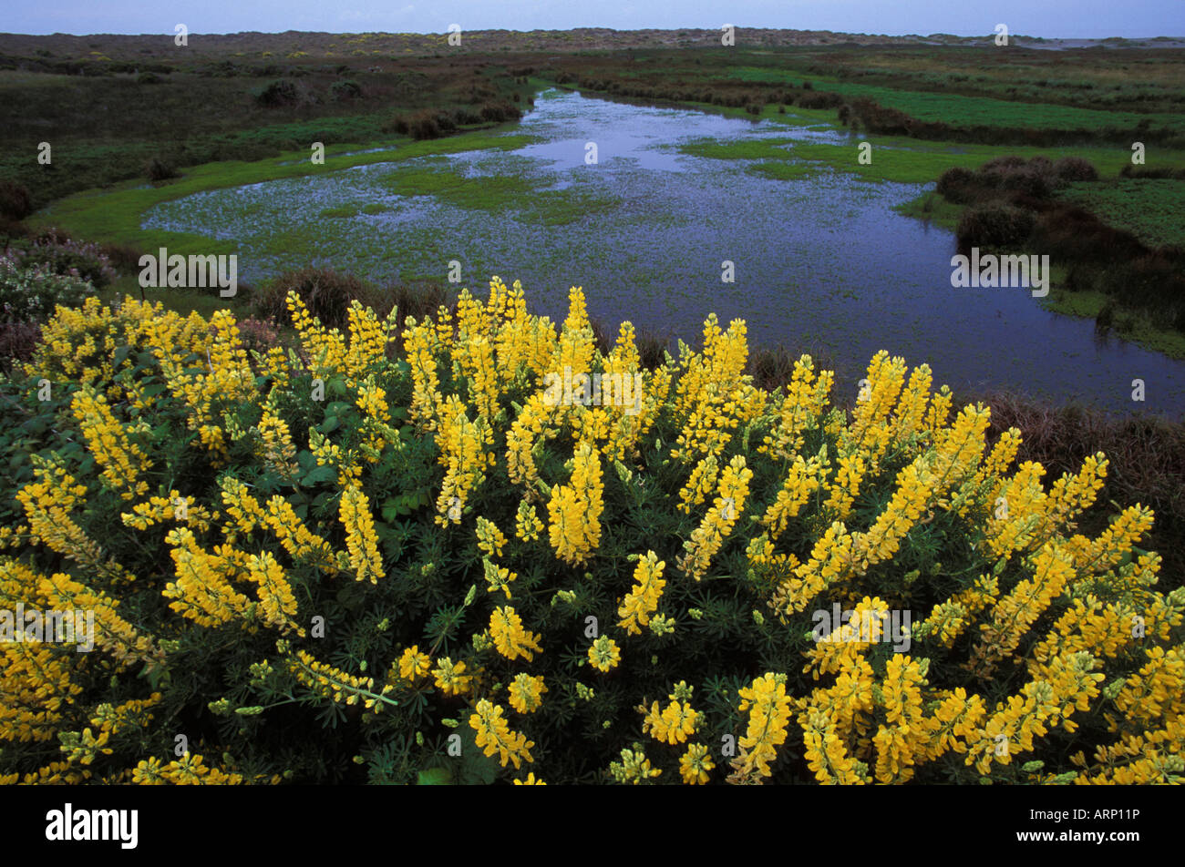 USA, Oregon, - Coast Highway near Gold Beach - lupines Stock Photo - Alamy