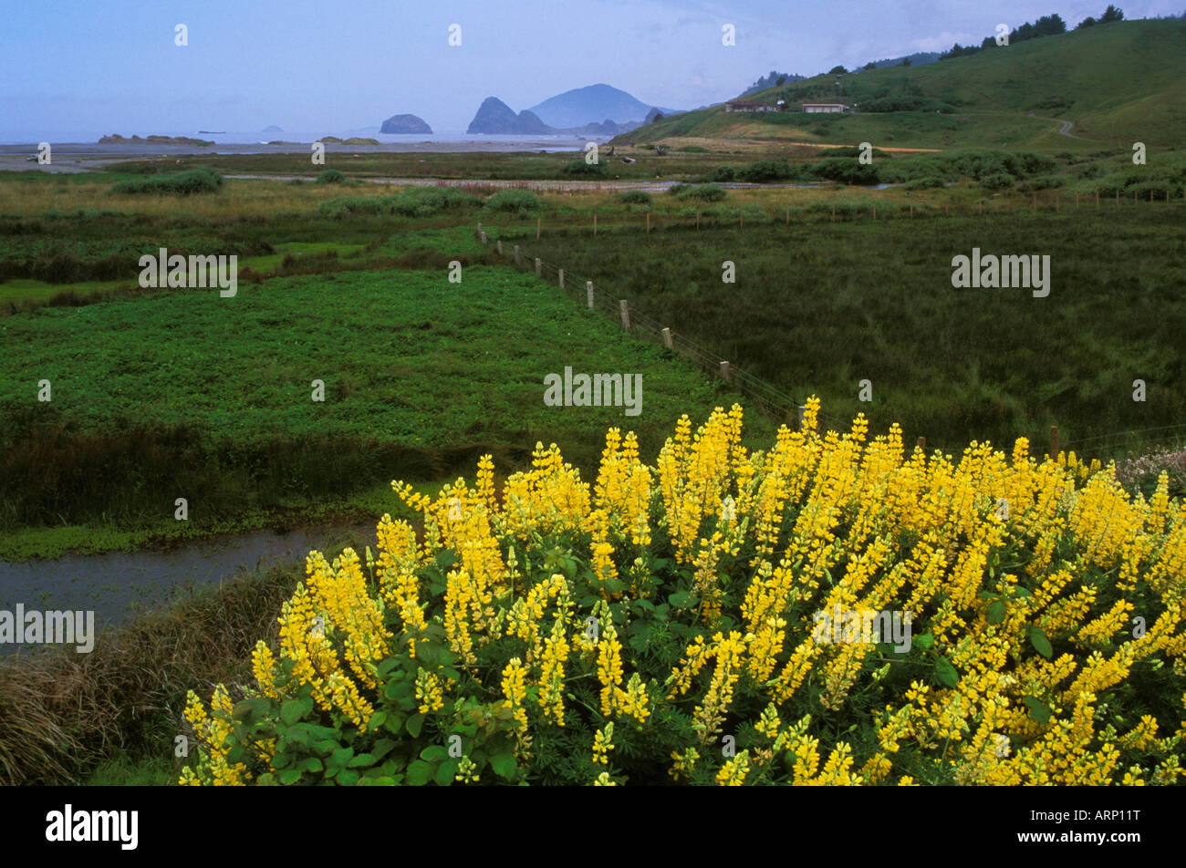 USA, Oregon, - Coast Highway near Gold Beach - lupines and sea stacks ...