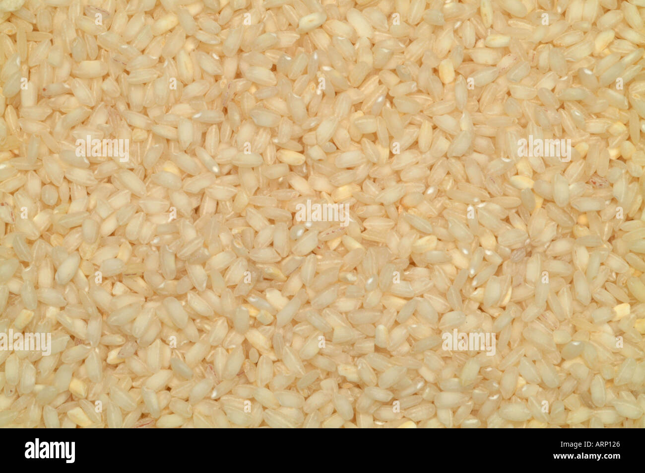 Italian Risotto rice grain grains Stock Photo - Alamy