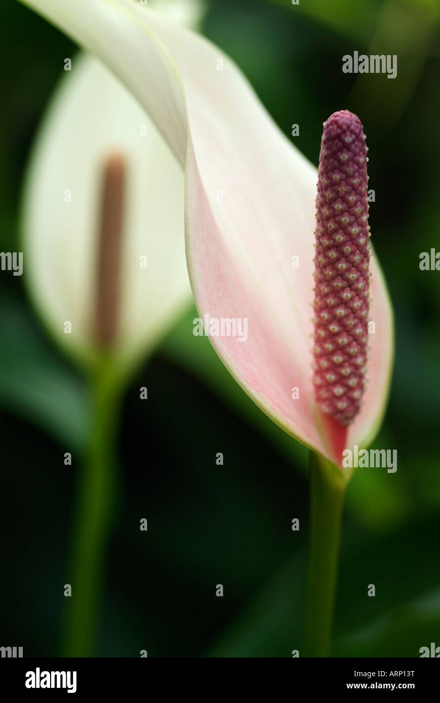 Anthurium PICO BELLO Stock Photo - Alamy