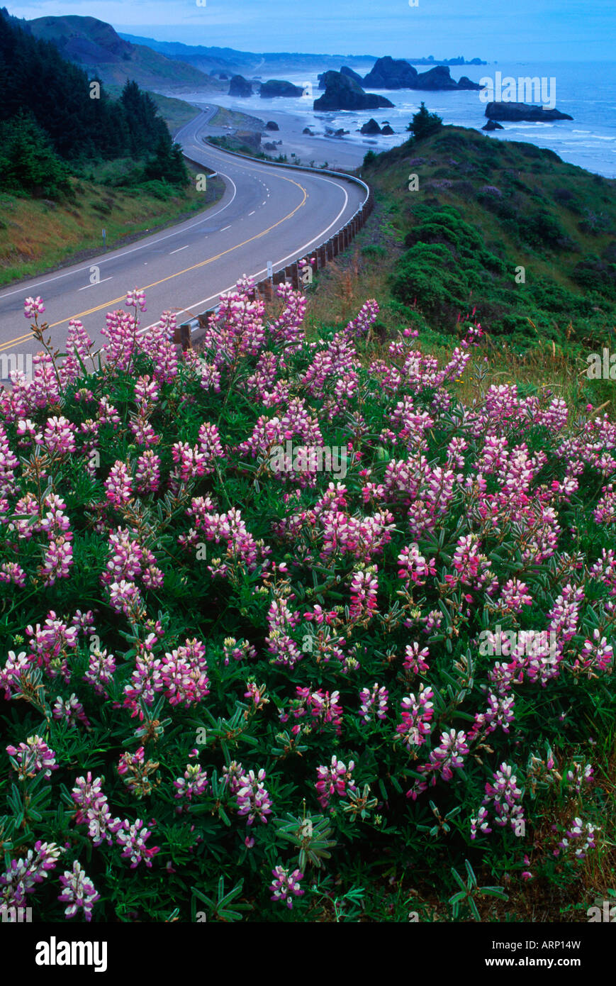 USA, Oregon, - Coast Highway near Gold Beach with lupines Stock Photo ...