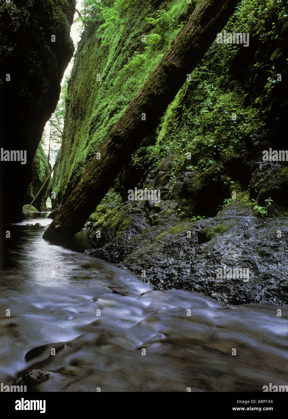 USA, Oregon, Columbia waterfall highway, Oneonta Gorge Stock Photo - Alamy