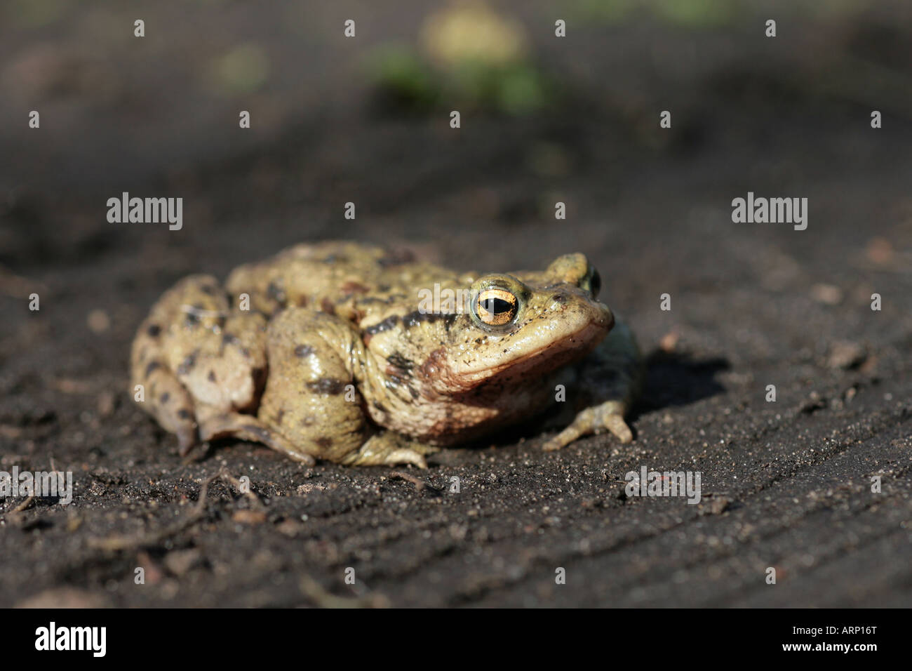 Common Toad Bufo bufo Stock Photo - Alamy