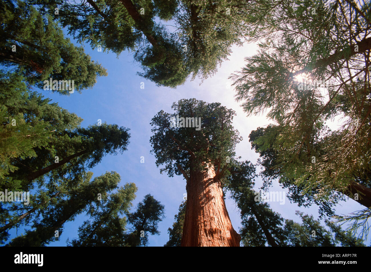 USA, California, Kings Canyon Sequoia National Park, giant sequoia tree ...