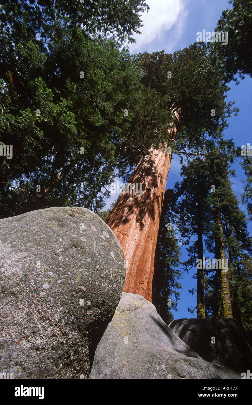 USA, California, Kings Canyon Sequoia National Park, giant sequoia tree ...