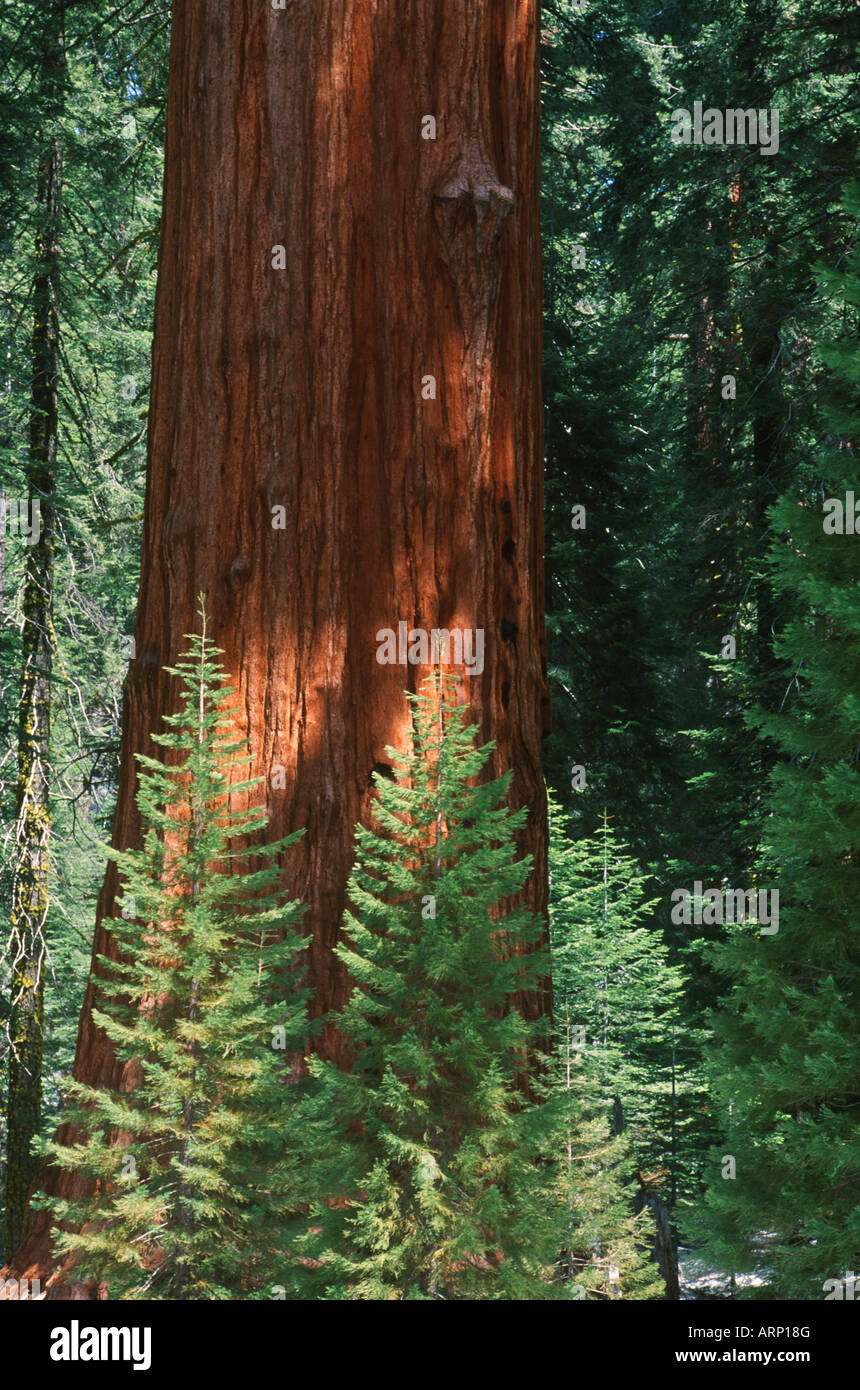 USA, California, Kings Canyon Sequoia National Park, giant sequoia tree ...