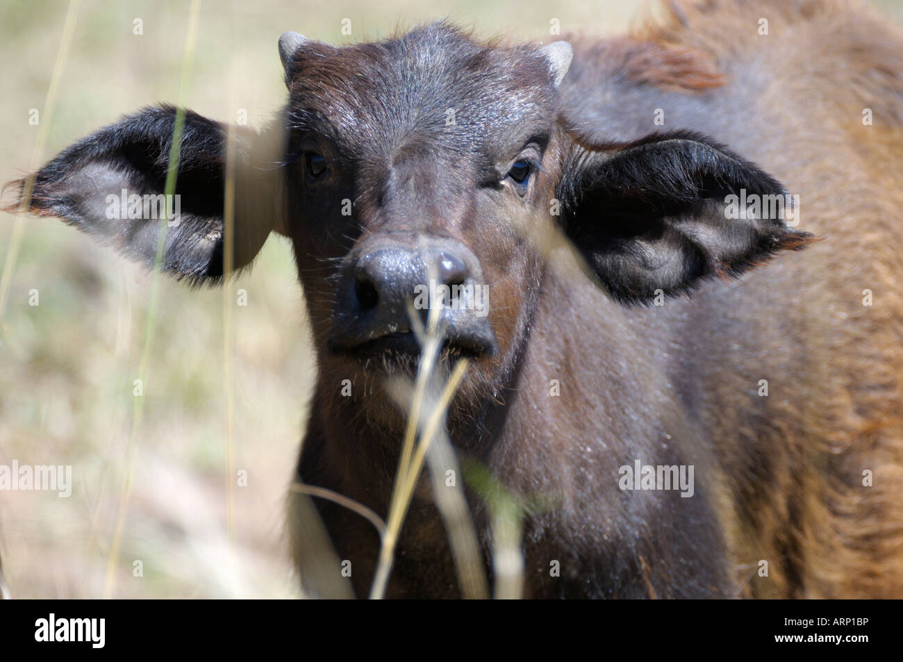 Buffalo cub cape buffalo cub hi-res stock photography and images - Alamy