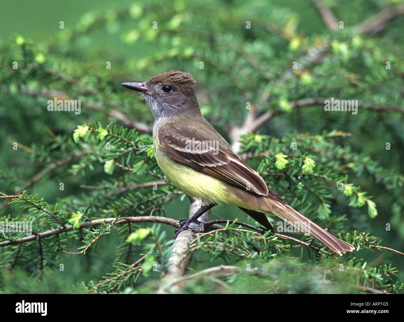 Great Crested Flycatcher Stock Photo - Alamy