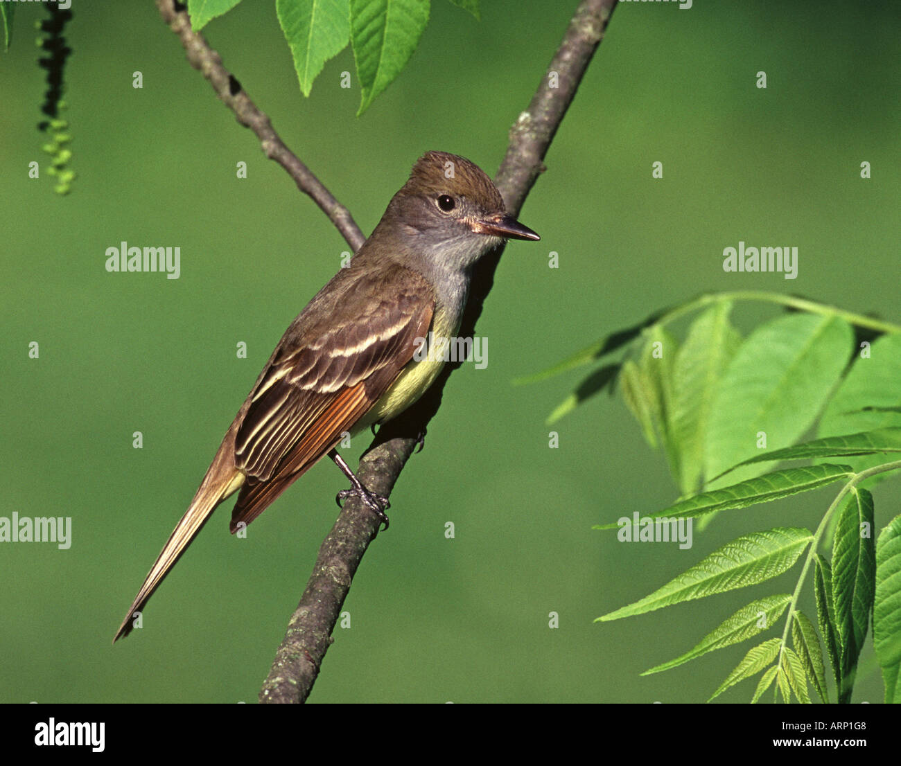 Crested flycatchers hi-res stock photography and images - Alamy
