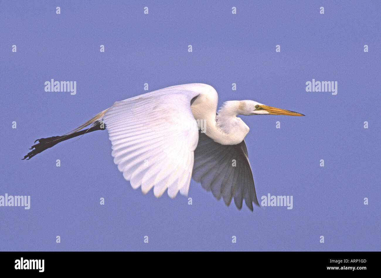 Herons and egrets in flight hi-res stock photography and images - Alamy