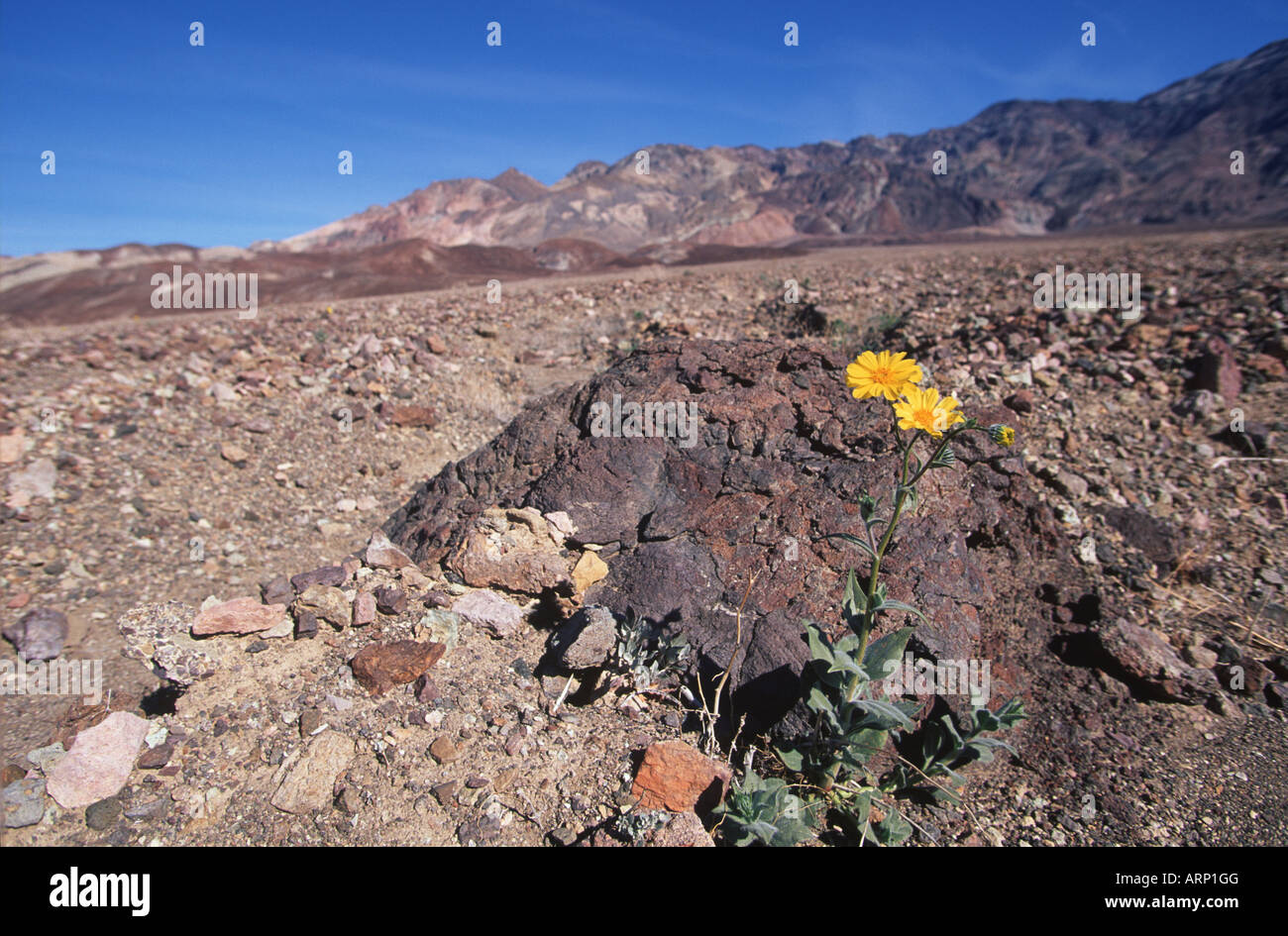 USA, California, Death Valley - desert daisy Stock Photo - Alamy
