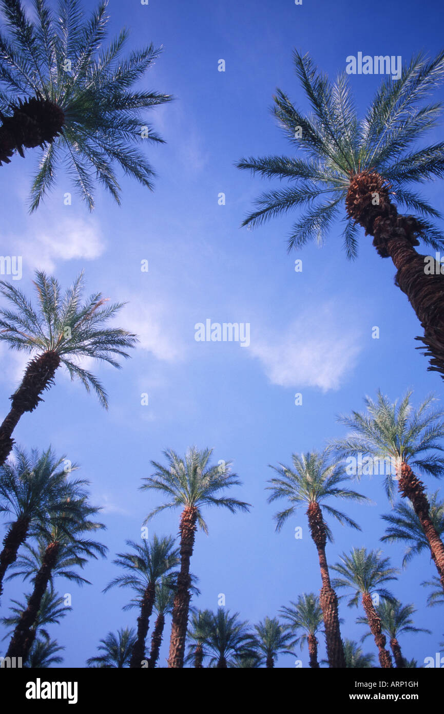 USA, California, Death Valley , desert palm trees Stock Photo - Alamy