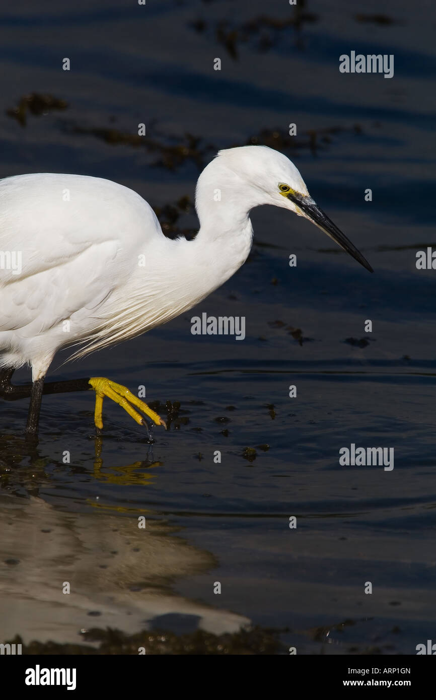 Little Egret Egretta garzetta Stock Photo - Alamy